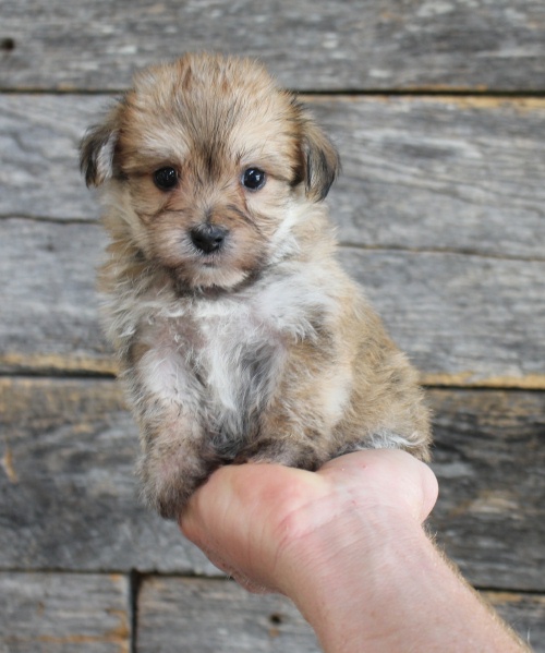 Available Babies Page 2